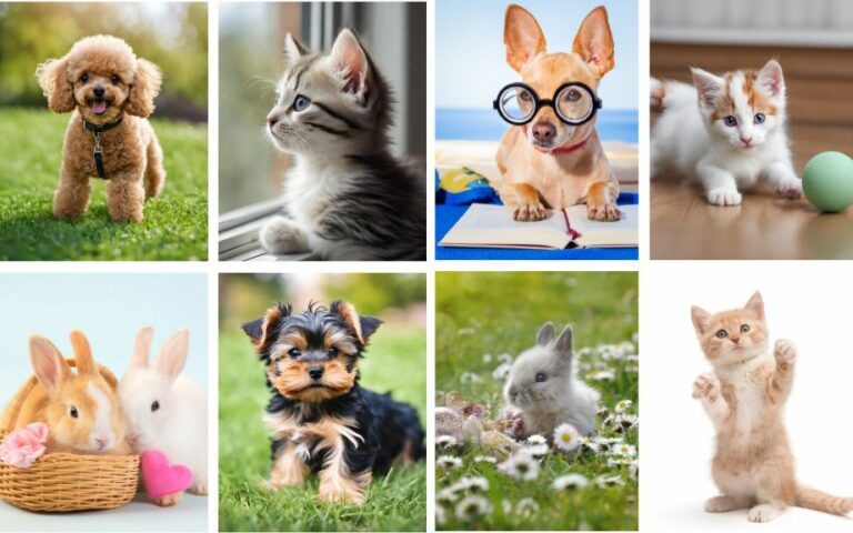 20+ Wallpapers for your Phone - Adorable Animals that Melt Your Heart ...