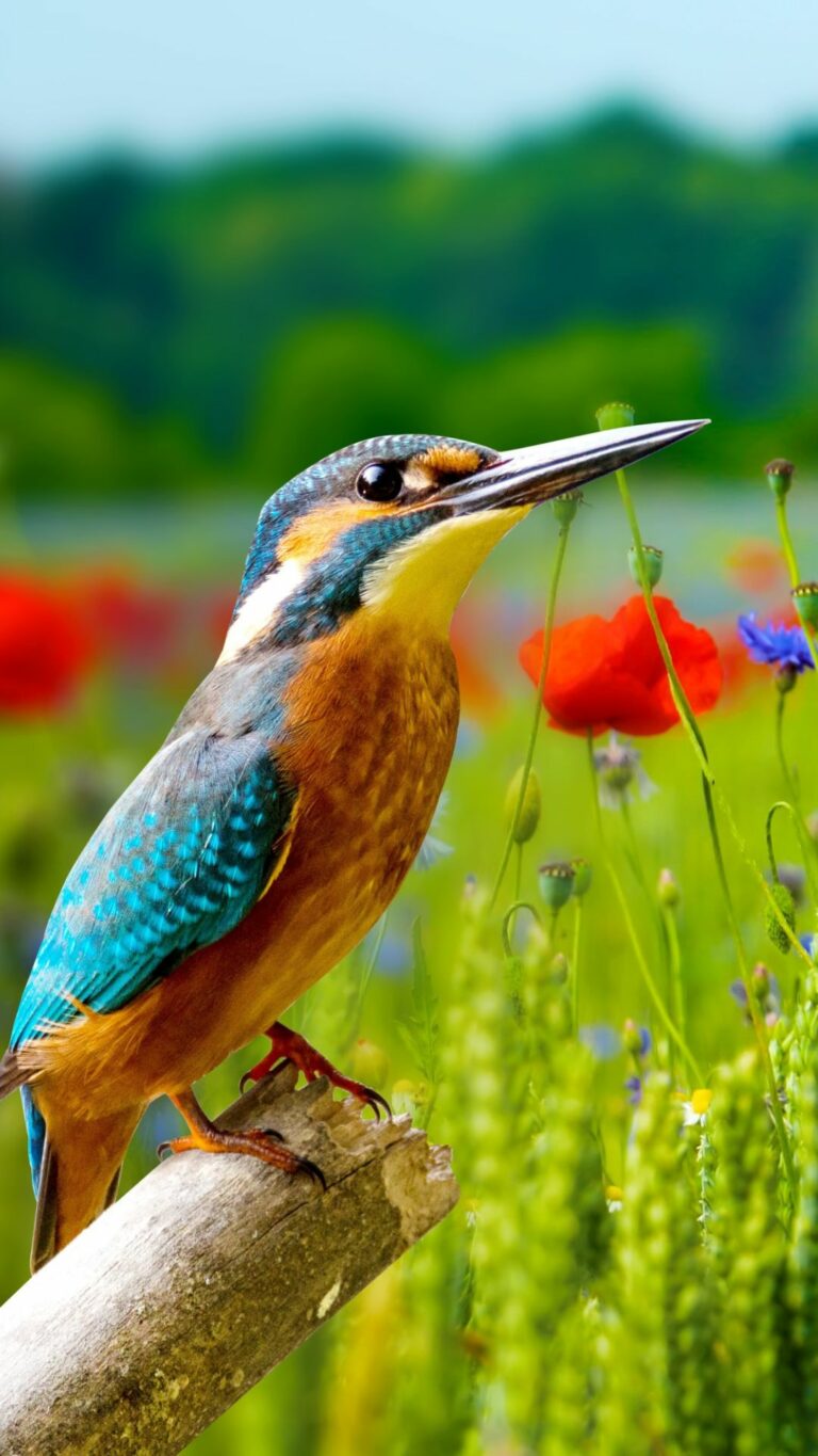 30+ Spring Wallpapers for iPhone – Best Spring Backgrounds [Free Download]