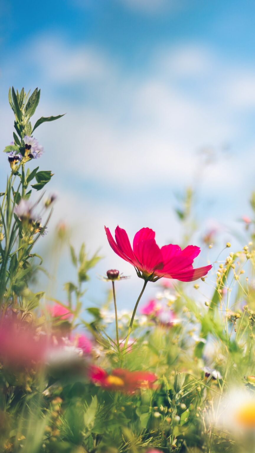 30+ Spring Wallpapers for iPhone – Best Spring Backgrounds [Free Download]