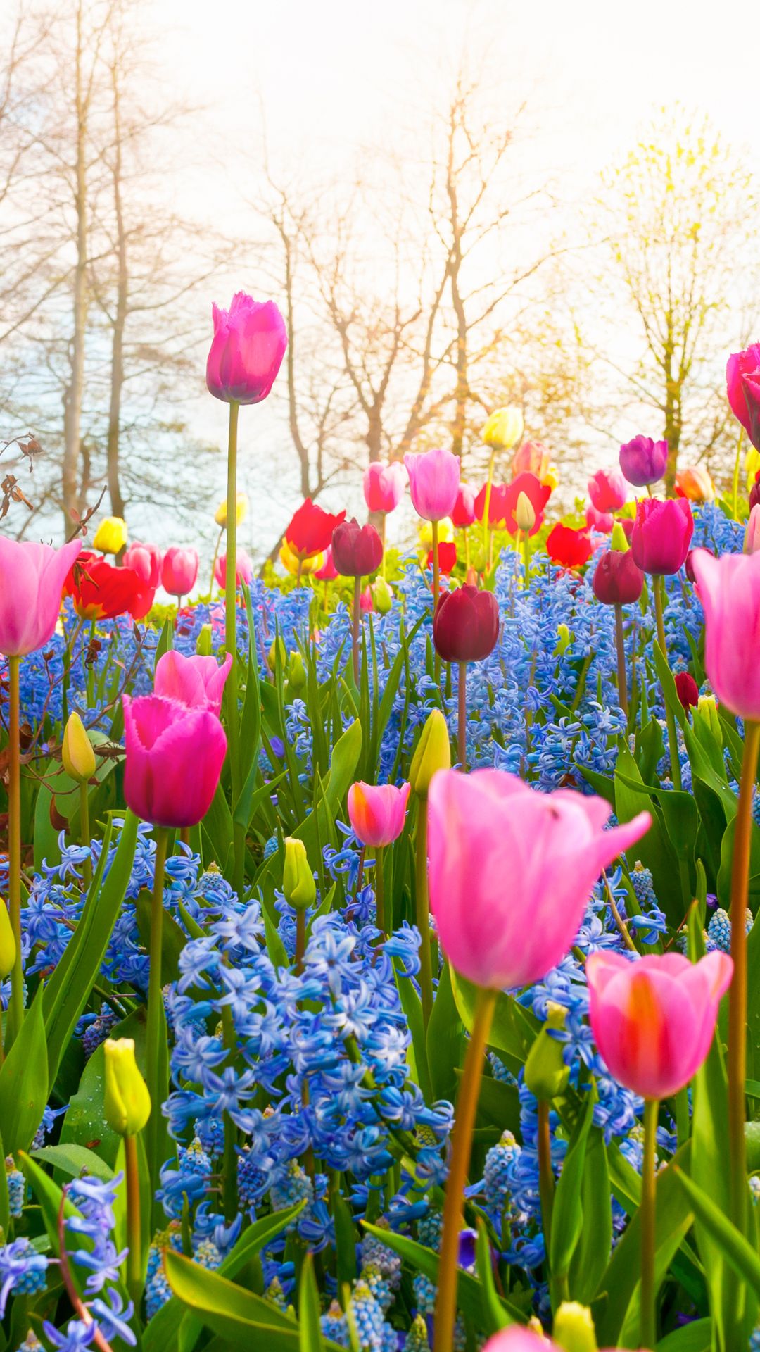 30+ Spring Wallpapers for iPhone – Best Spring Backgrounds [Free Download]