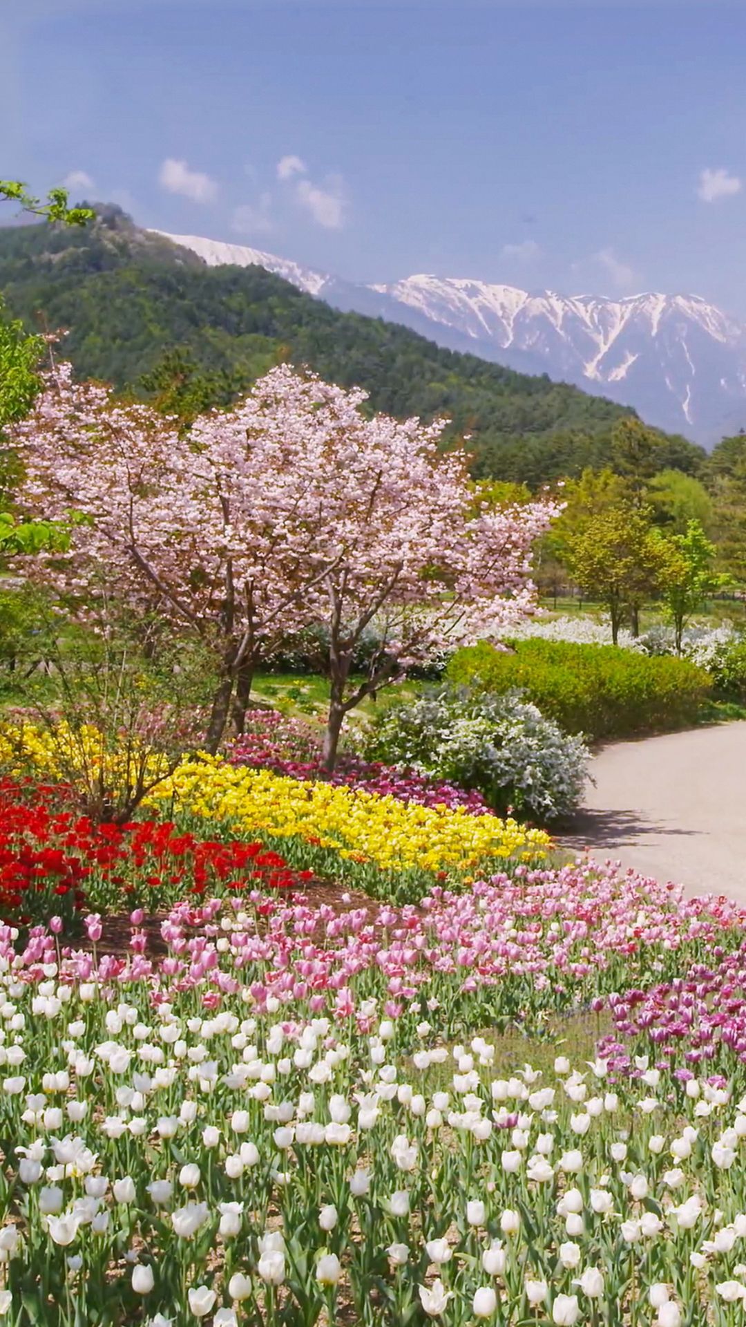 30+ Spring Wallpapers for iPhone – Best Spring Backgrounds [Free Download]