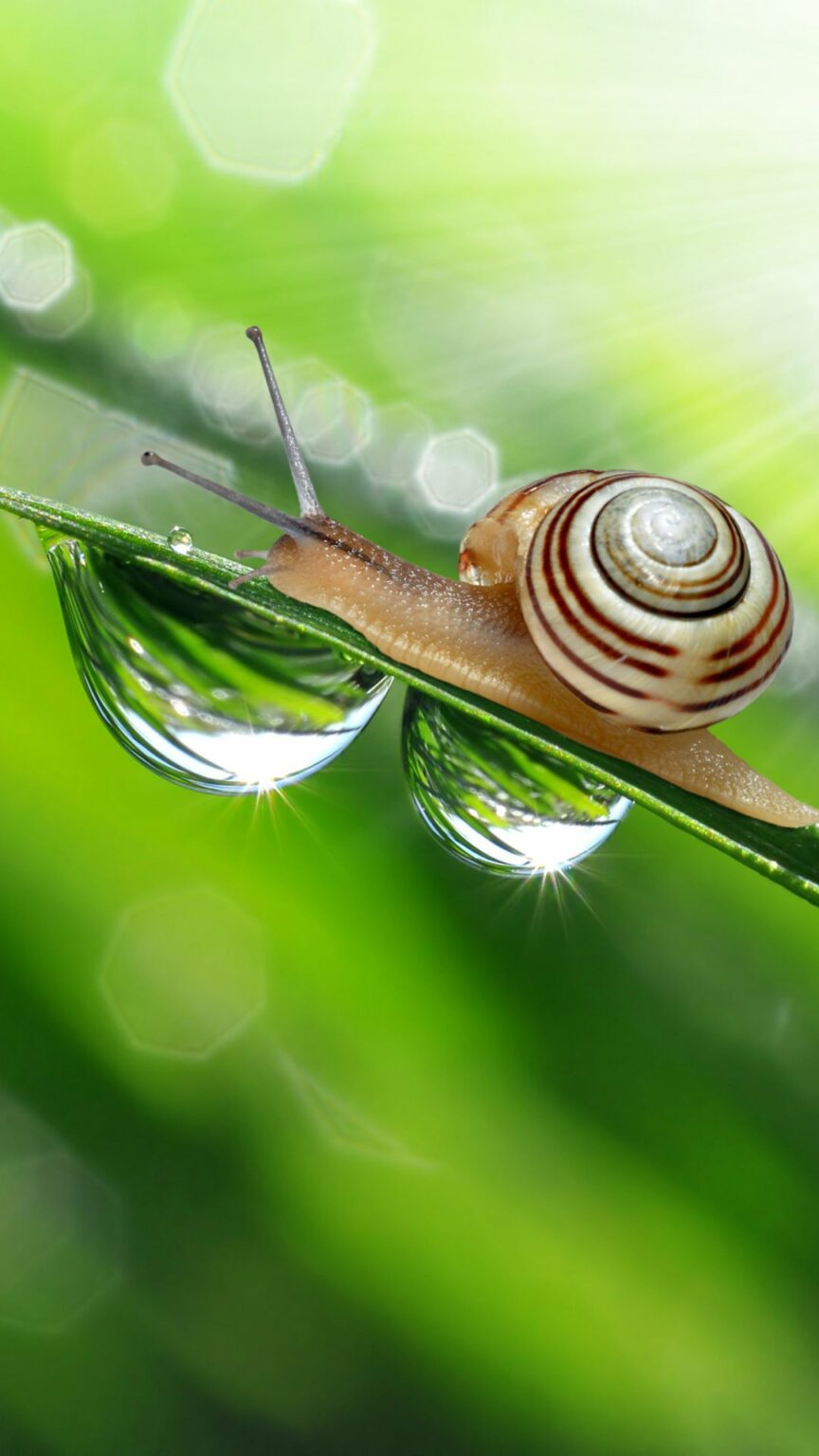 30+ Spring Wallpapers for iPhone – Best Spring Backgrounds [Free Download]