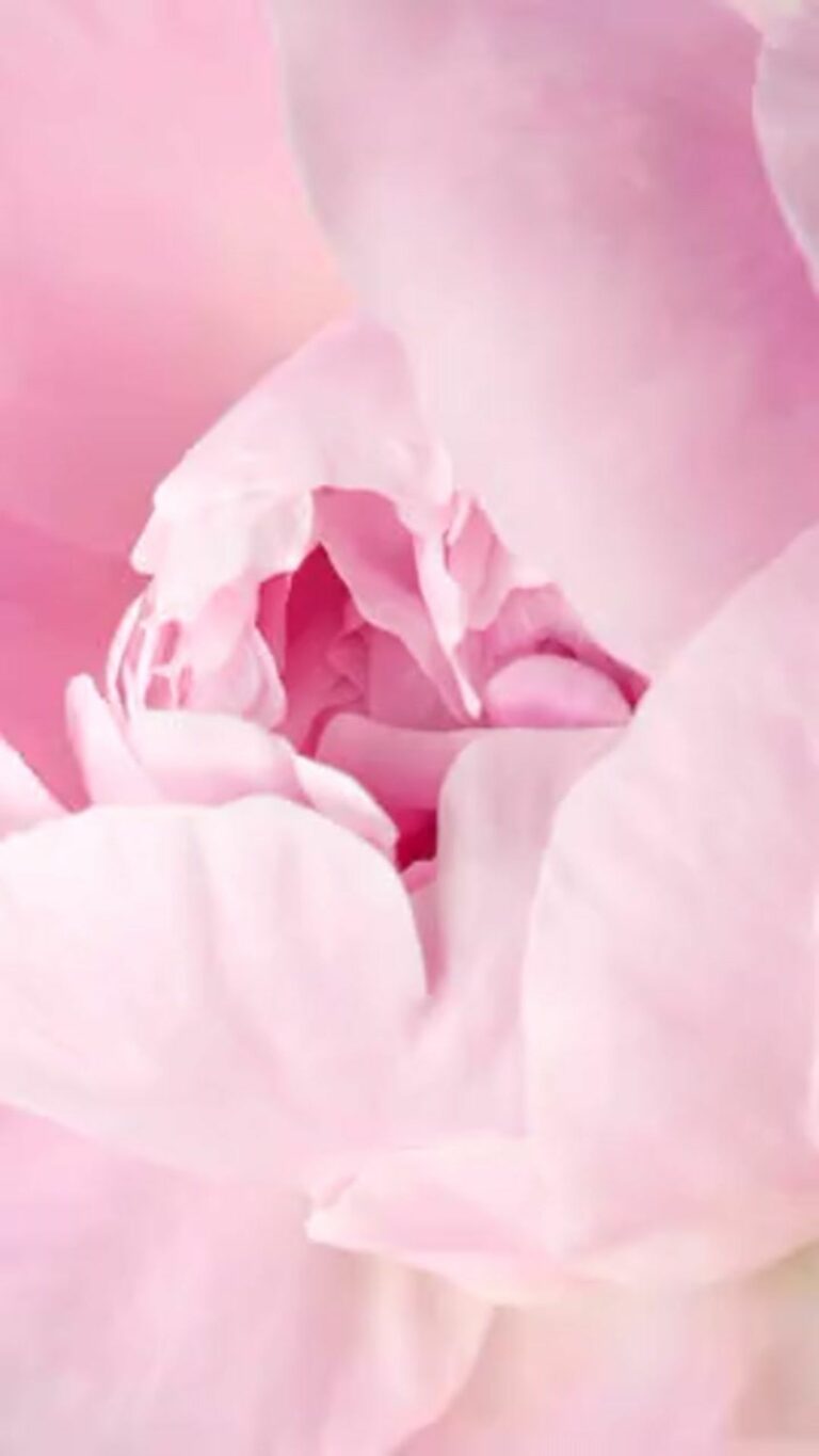 30+ Spring Wallpapers for iPhone – Best Spring Backgrounds [Free Download]