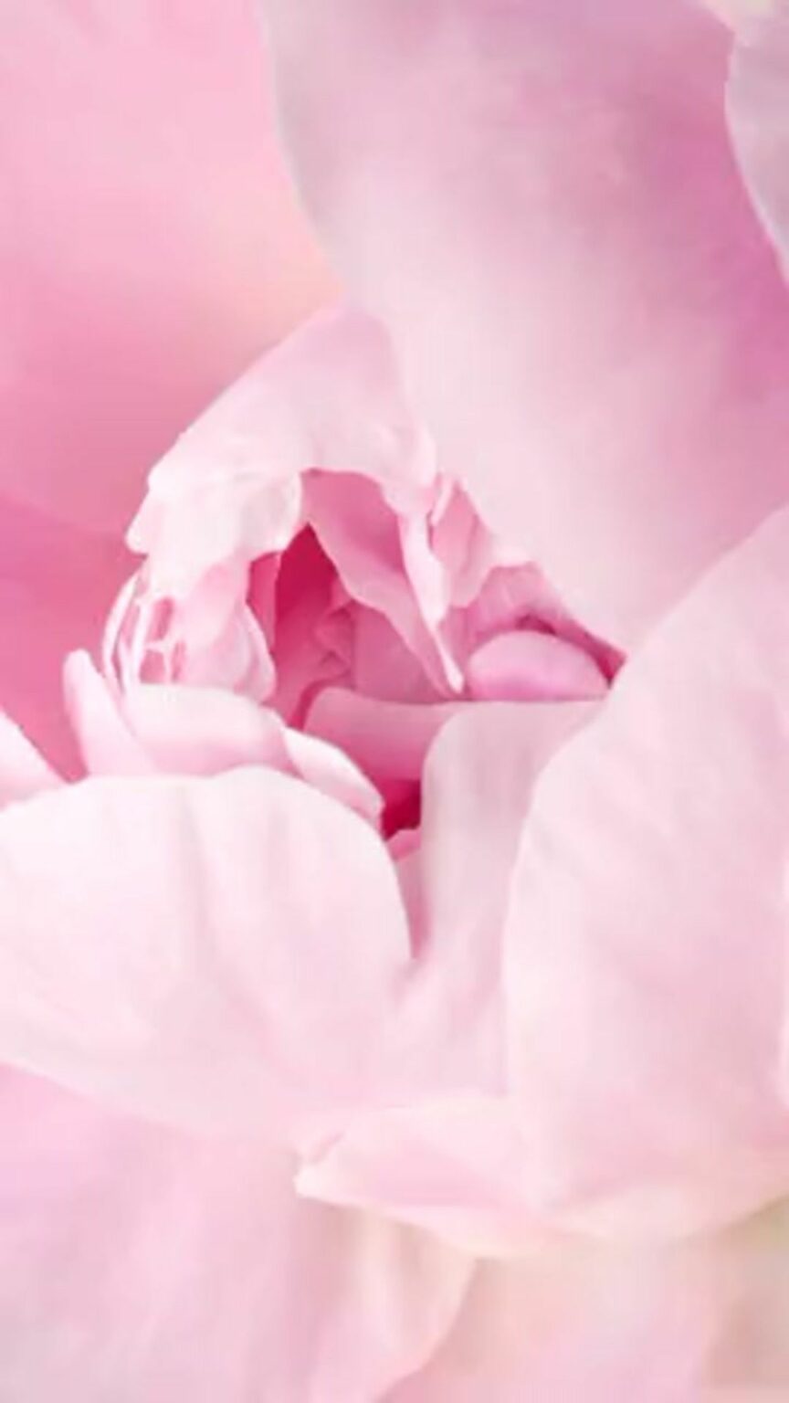 30+ Spring Wallpapers for iPhone – Best Spring Backgrounds [Free Download]