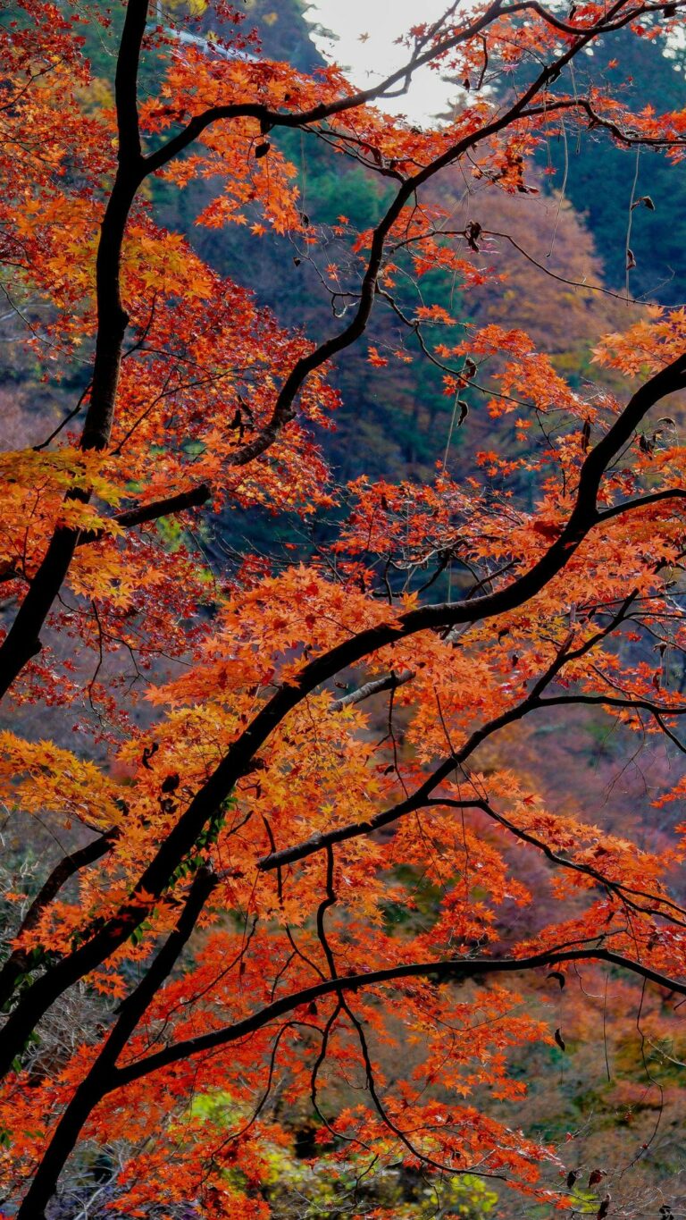 20+ Fall Wallpapers for iPhone